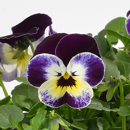 Rośliny dwuletnie - Vitroflora