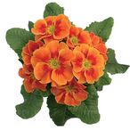 Primula ogrodowa, doniczkowa - nasiona i sadzonki kwiatu - producent ...