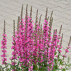 Lythrum - Vitroflora