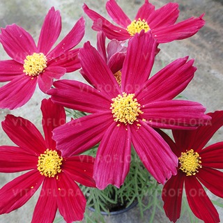 Cosmos - - Vitroflora