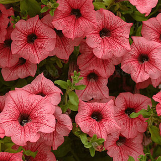 Petunia - Vitroflora