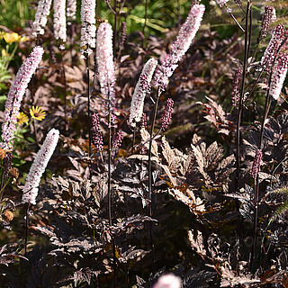 Actaea - Vitroflora