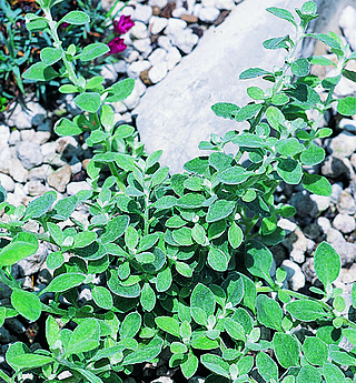 Helichrysum - - Vitroflora
