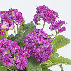 Pretty Polly - Vitroflora