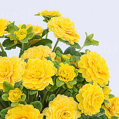 Primula - Vitroflora