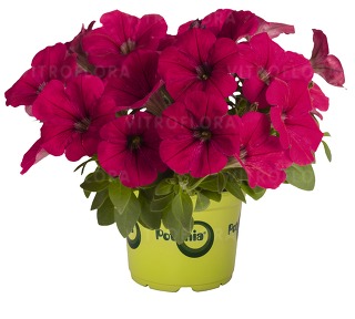 Petunia - Vitroflora