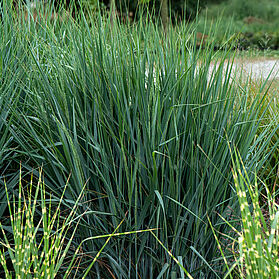 Panicum - Vitroflora