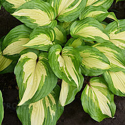 Hosta - Vitroflora