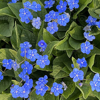 Omphalodes - Vitroflora
