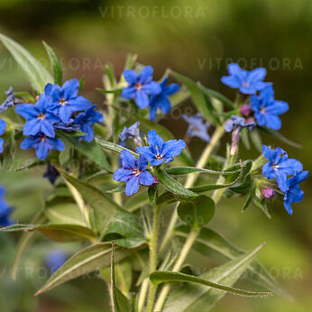 Buglossoides - Vitroflora