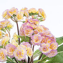 Pretty Polly - Vitroflora