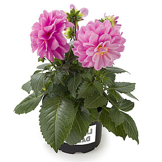 Labella® Medio - Vitroflora