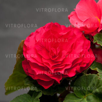 Rośliny jednoroczne - wiosenne, kwiaty doniczkowe kwitnące - Vitroflora