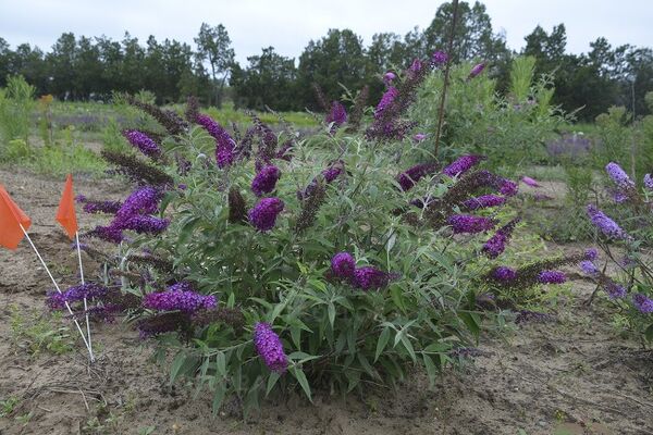 Buddleja - Vitroflora