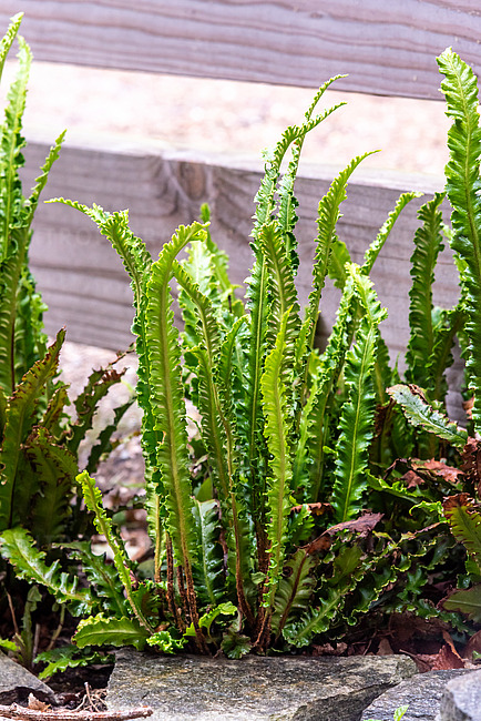 phyllitis angustifolia