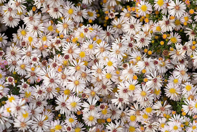 Pink Cloud- Vitroflora