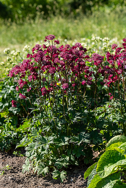 red astrantia