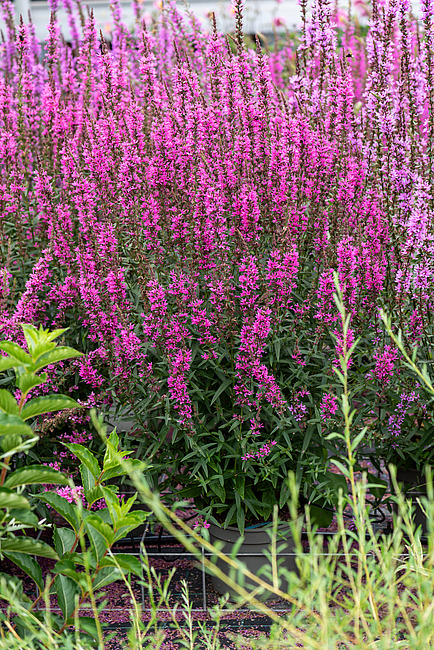 Luminara Hot Pink- Vitroflora