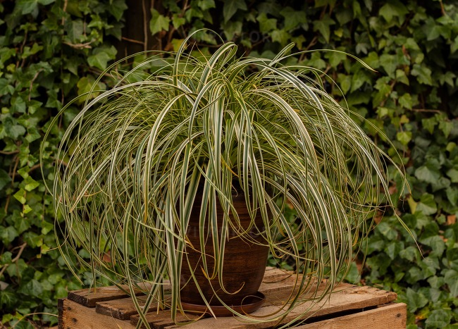 Feather Falls- Vitroflora