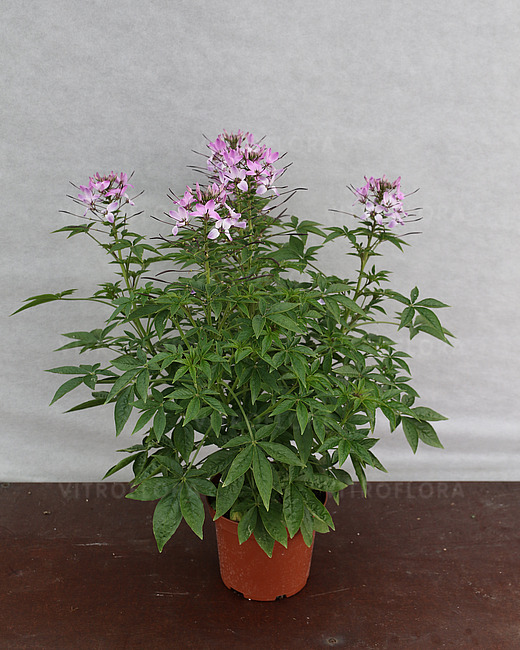 Clio™ Magenta- Vitroflora