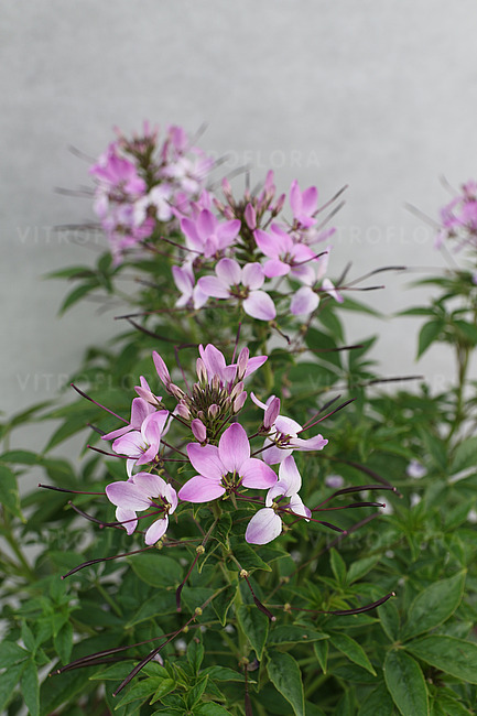 Clio™ Magenta- Vitroflora