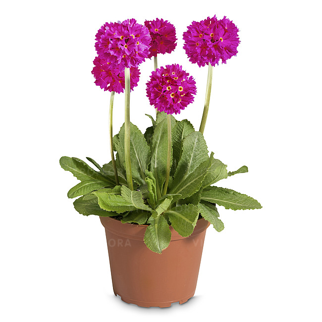 Corolla Deep Rose- Vitroflora