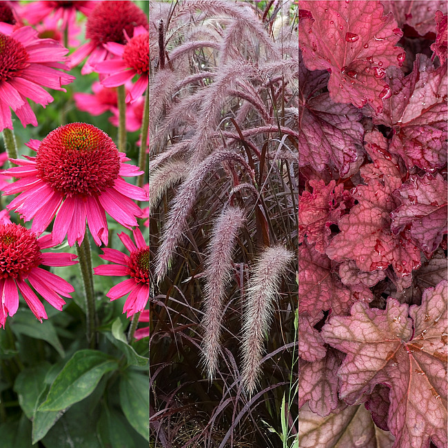 Flora Trio Candy- Vitroflora