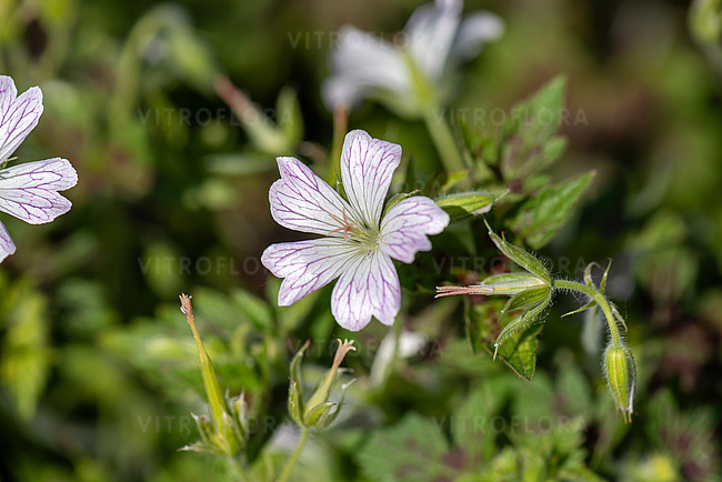 Katherine Adele- Vitroflora