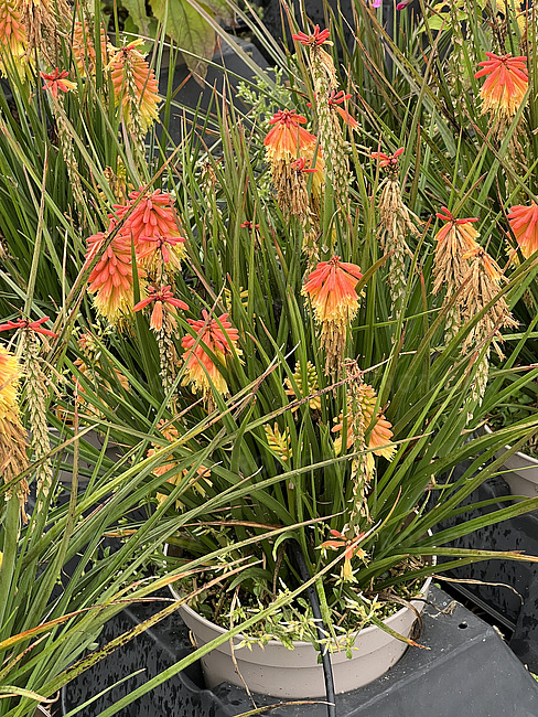 Rocket Jr.- Vitroflora