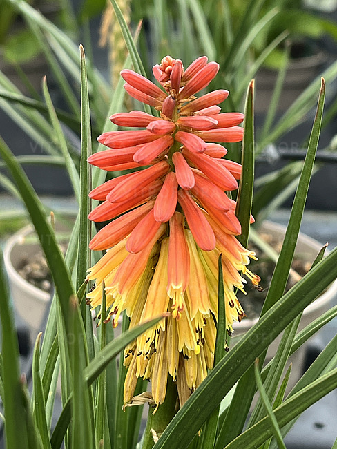 Rocket Jr.- Vitroflora