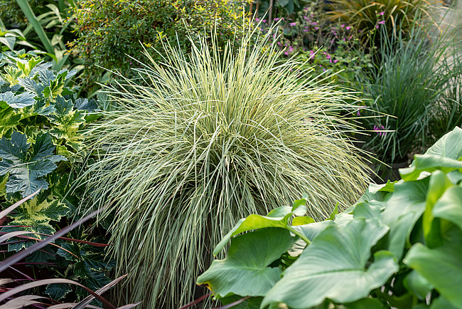 White Sands- Vitroflora