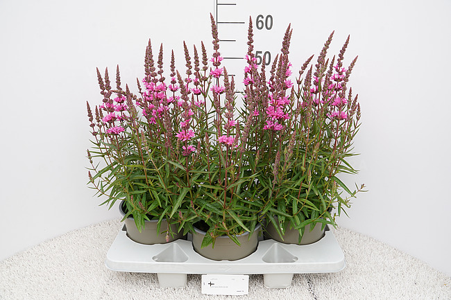 Luminara Hot Pink- Vitroflora