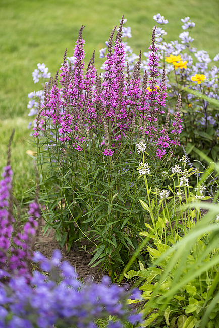 Luminara Hot Pink- Vitroflora