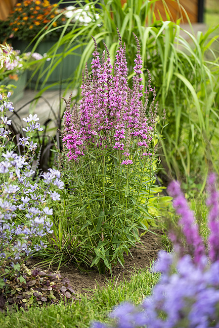 Luminara Hot Pink- Vitroflora