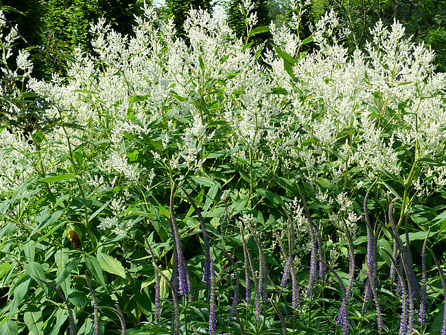 Persicaria polymorpha- Vitroflora