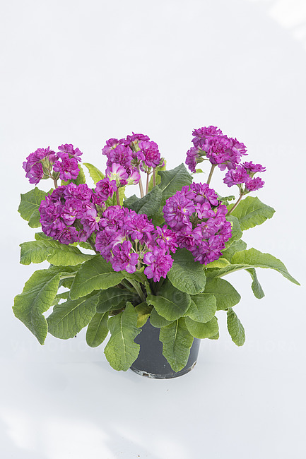 Pretty Polly Deep Lilac- Vitroflora