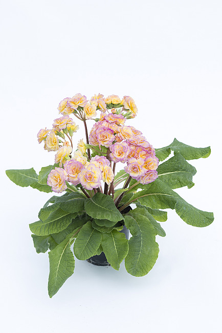 Pretty Polly Blushing Peach- Vitroflora
