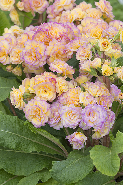 Pretty Polly Blushing Peach- Vitroflora