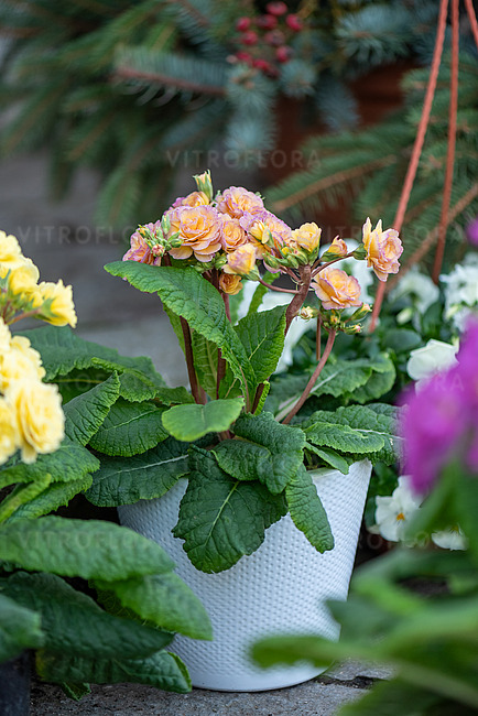 Pretty Polly Blushing Peach- Vitroflora