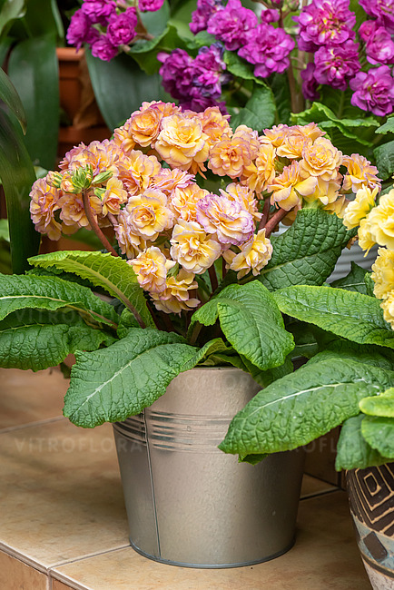 Pretty Polly Blushing Peach- Vitroflora