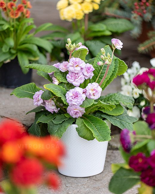 Pretty Polly Soft Pink- Vitroflora