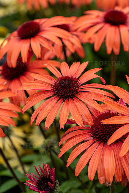 SunMagic Vintage Orange- Vitroflora