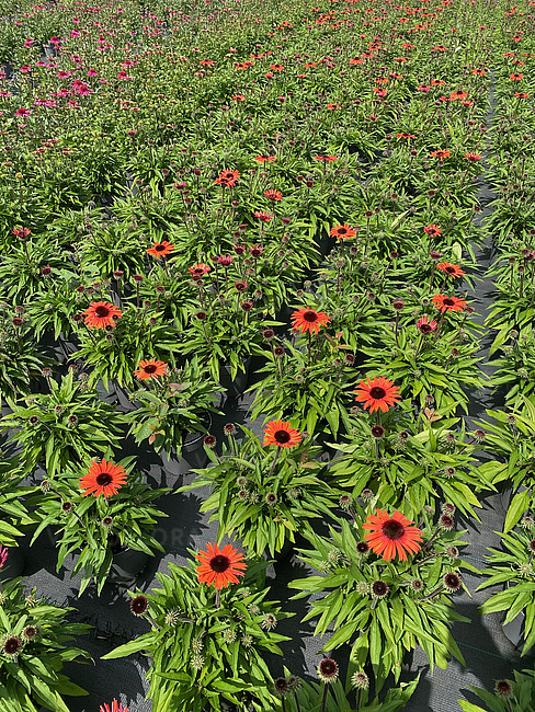 SunMagic Vintage Orange- Vitroflora