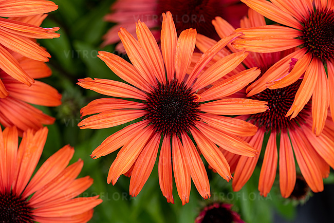 SunMagic Vintage Orange- Vitroflora