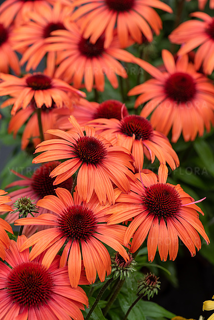 SunMagic Vintage Orange- Vitroflora