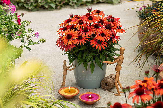 SunMagic Vintage Orange- Vitroflora