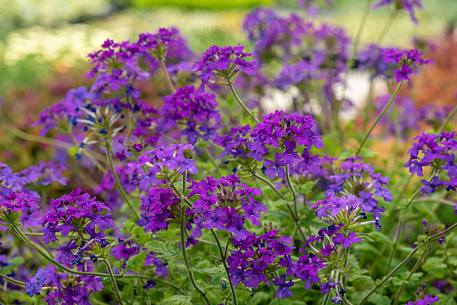 Homestead Purple- Vitroflora