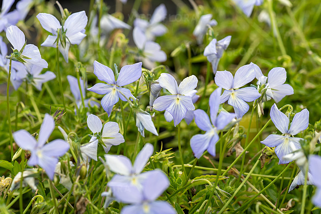 Boughton Blue- Vitroflora