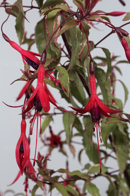 Tricolorii- Vitroflora