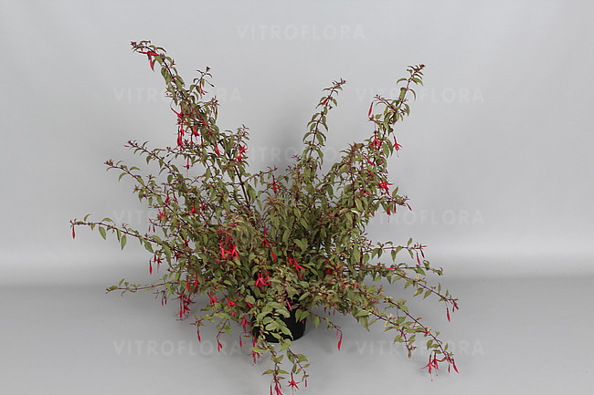 Tricolorii- Vitroflora